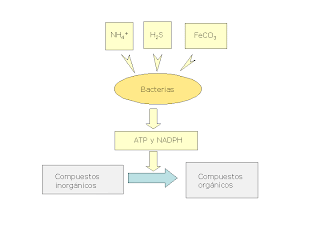 PROYECTO DE BIOLOGIA 2ºA: LA QUIMIOSÍNTESIS